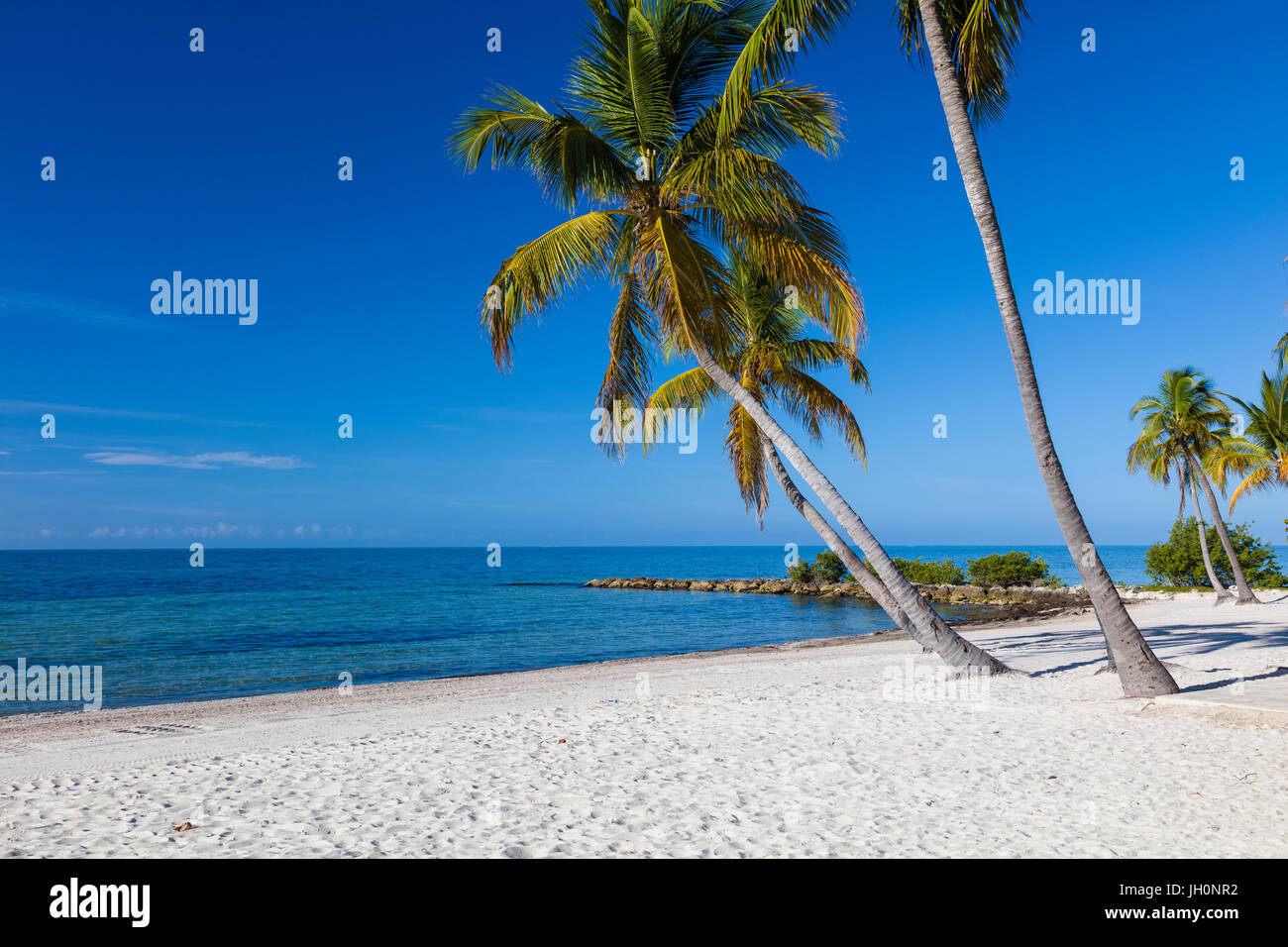 Tropical palm trees hi-res stock photography and images - Alamy