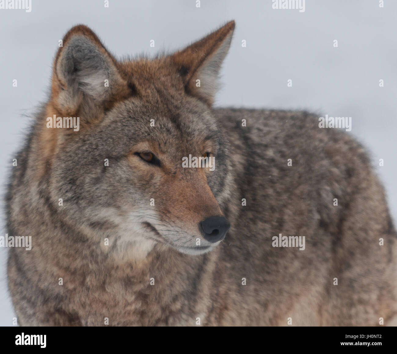 Coyote eye close up hi-res stock photography and images - Alamy