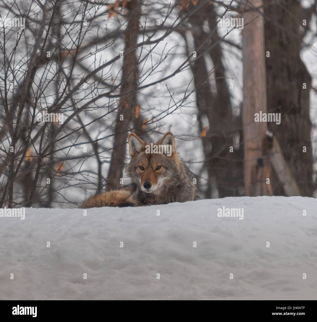 Canadian coyotes in the snow Stock Photo - Alamy