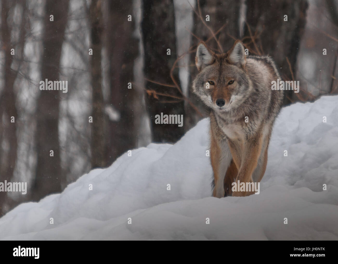 Canadian coyotes in the snow Stock Photo - Alamy