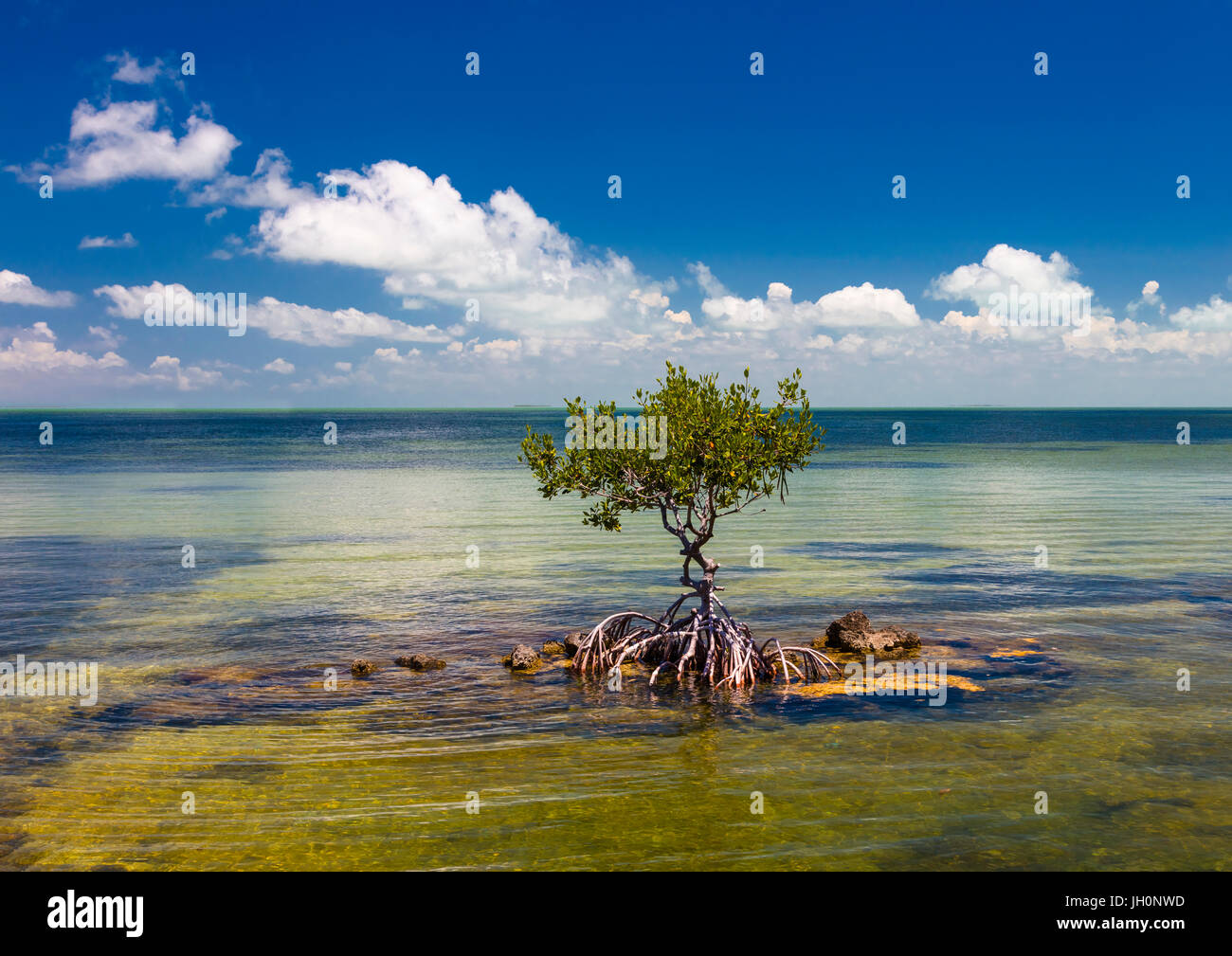 White mangrove hi-res stock photography and images - Alamy