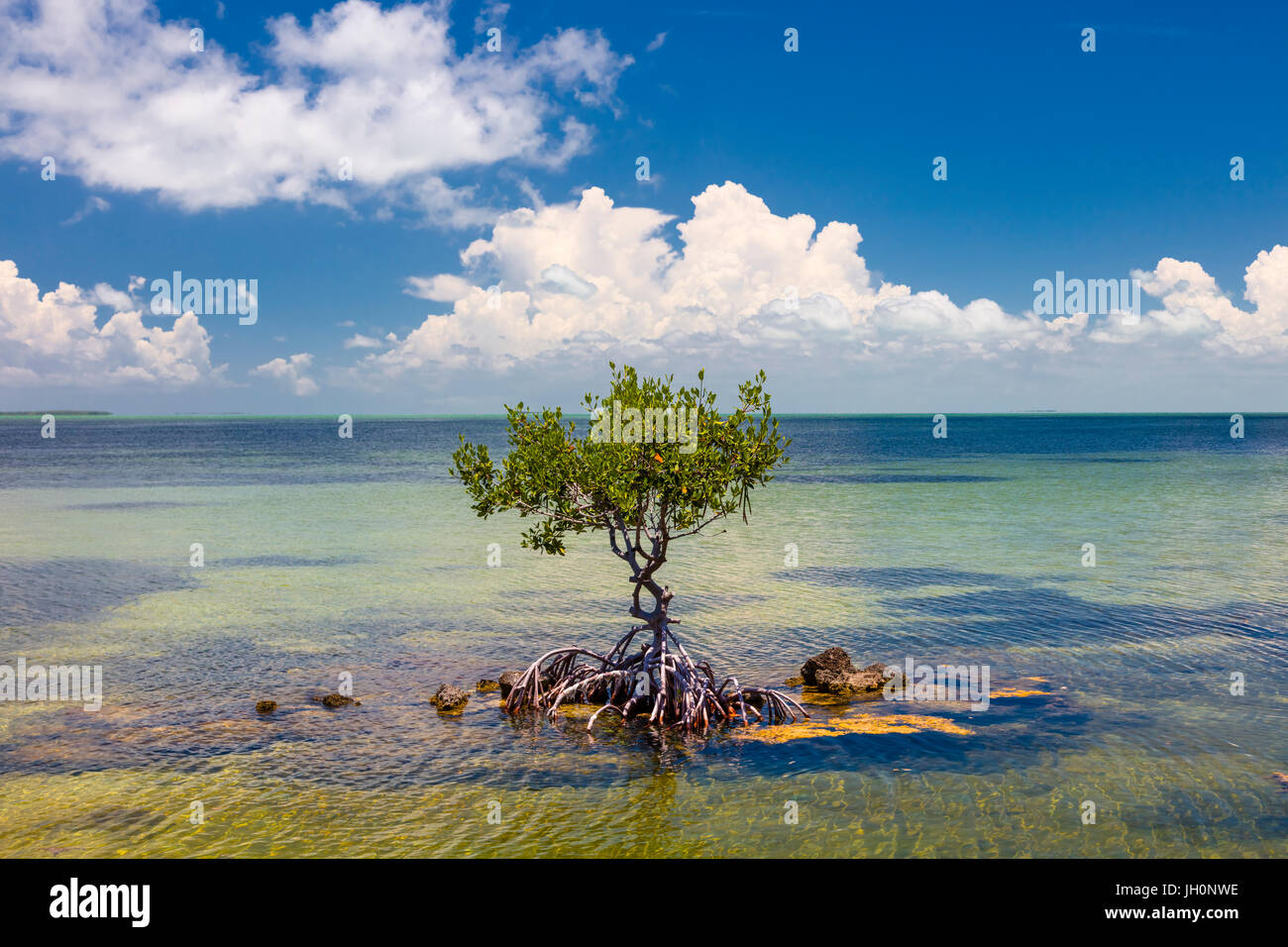 White mangrove hi-res stock photography and images - Alamy