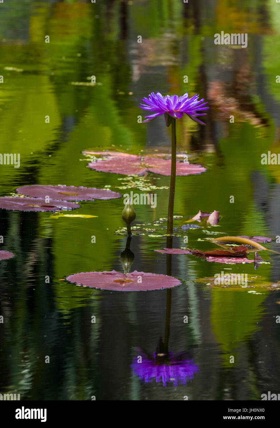 Single flowering Water Lilies in pond with reflection in water Stock ...
