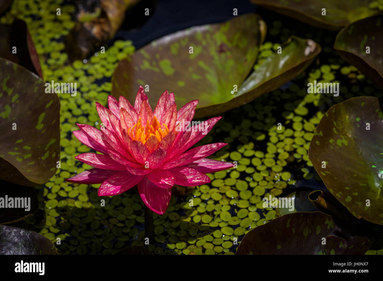 Water lily nympheas hi-res stock photography and images - Alamy