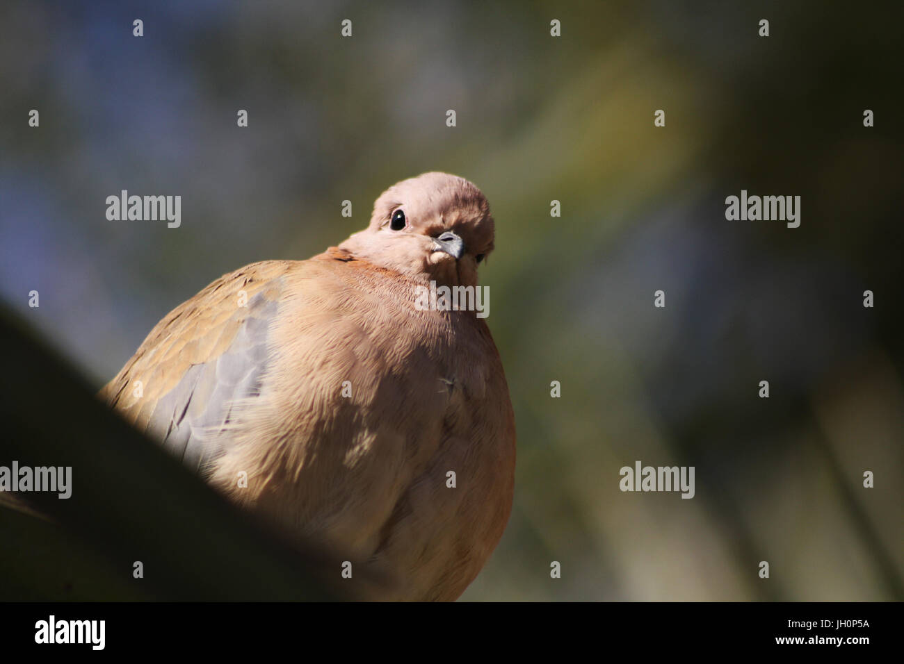 Angry dove hi-res stock photography and images - Alamy
