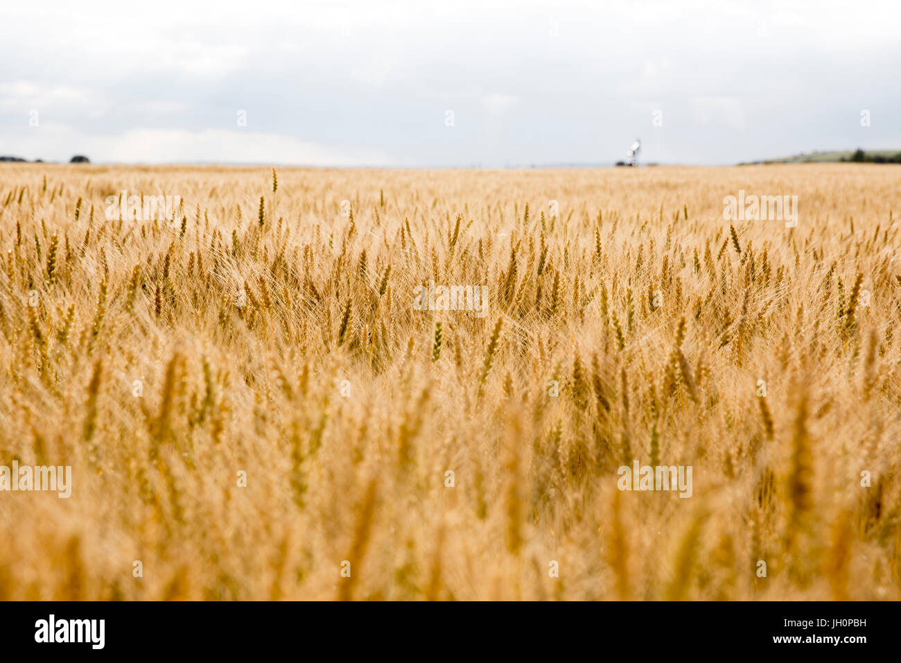 Weizenfeld hi-res stock photography and images - Alamy