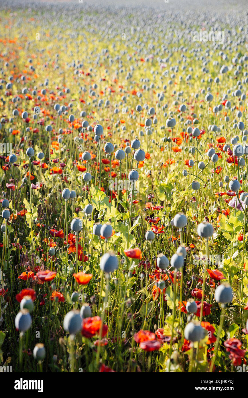 Mohnfeld mohn hi-res stock photography and images - Alamy