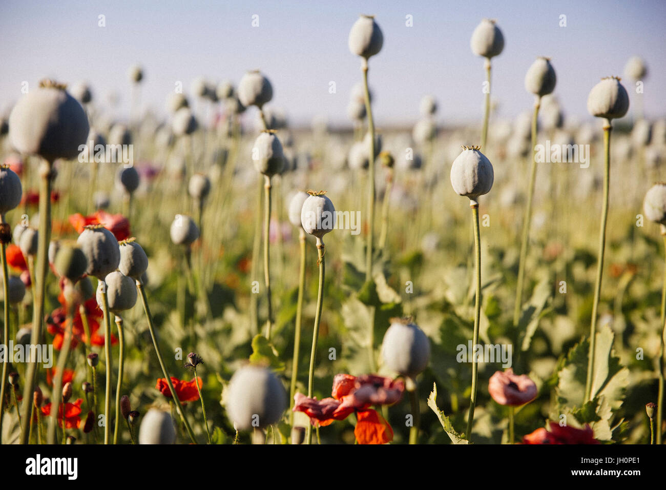 Mohnfeld mohn hi-res stock photography and images - Alamy