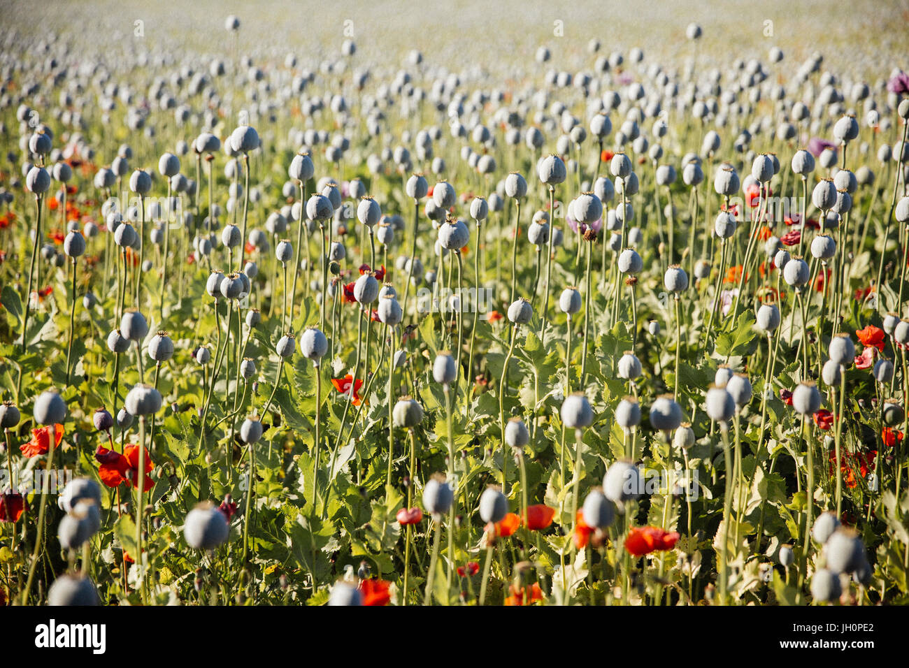 Mohnfeld mohn hi-res stock photography and images - Alamy