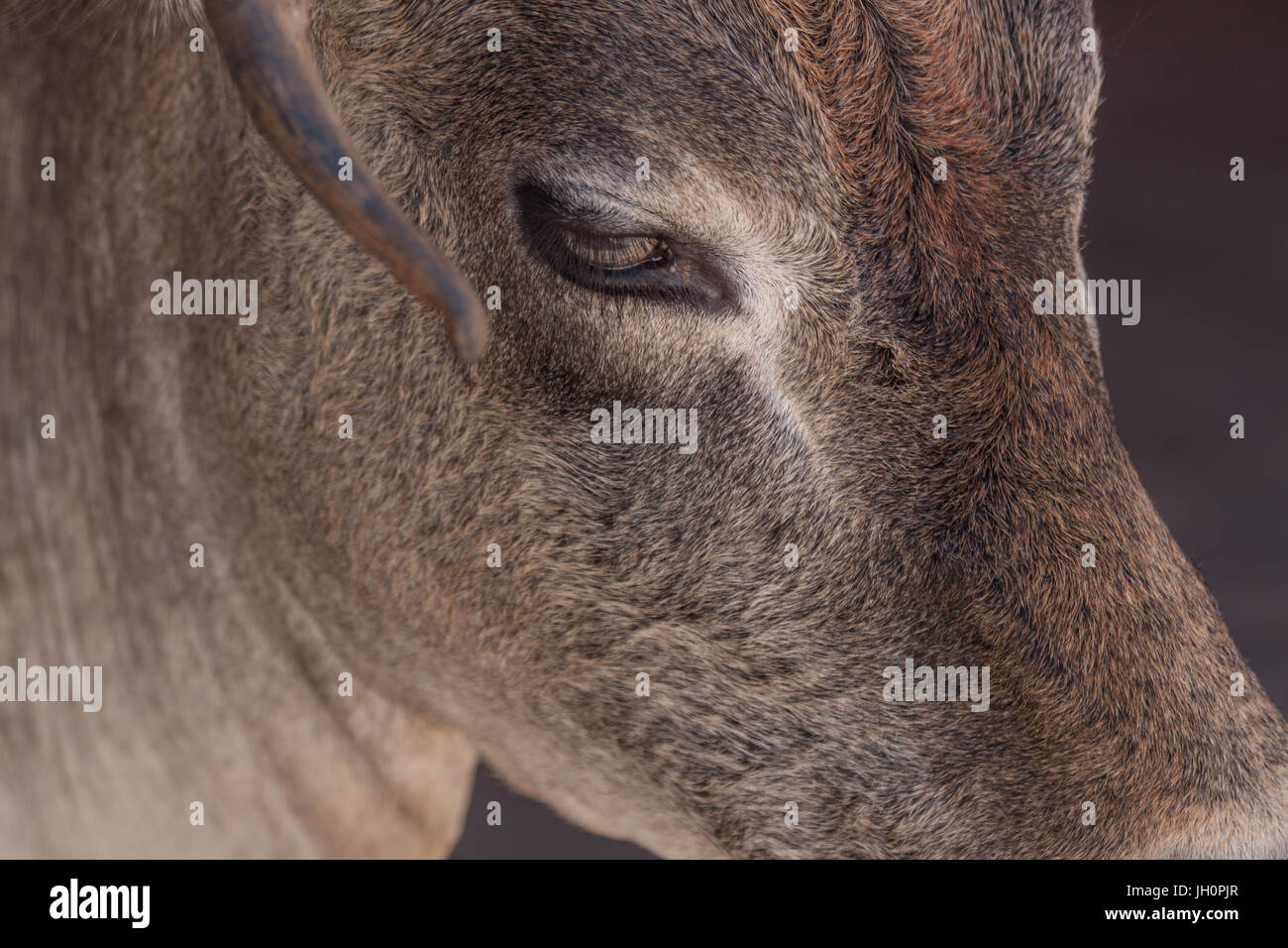 Miniature zebu hi-res stock photography and images - Alamy