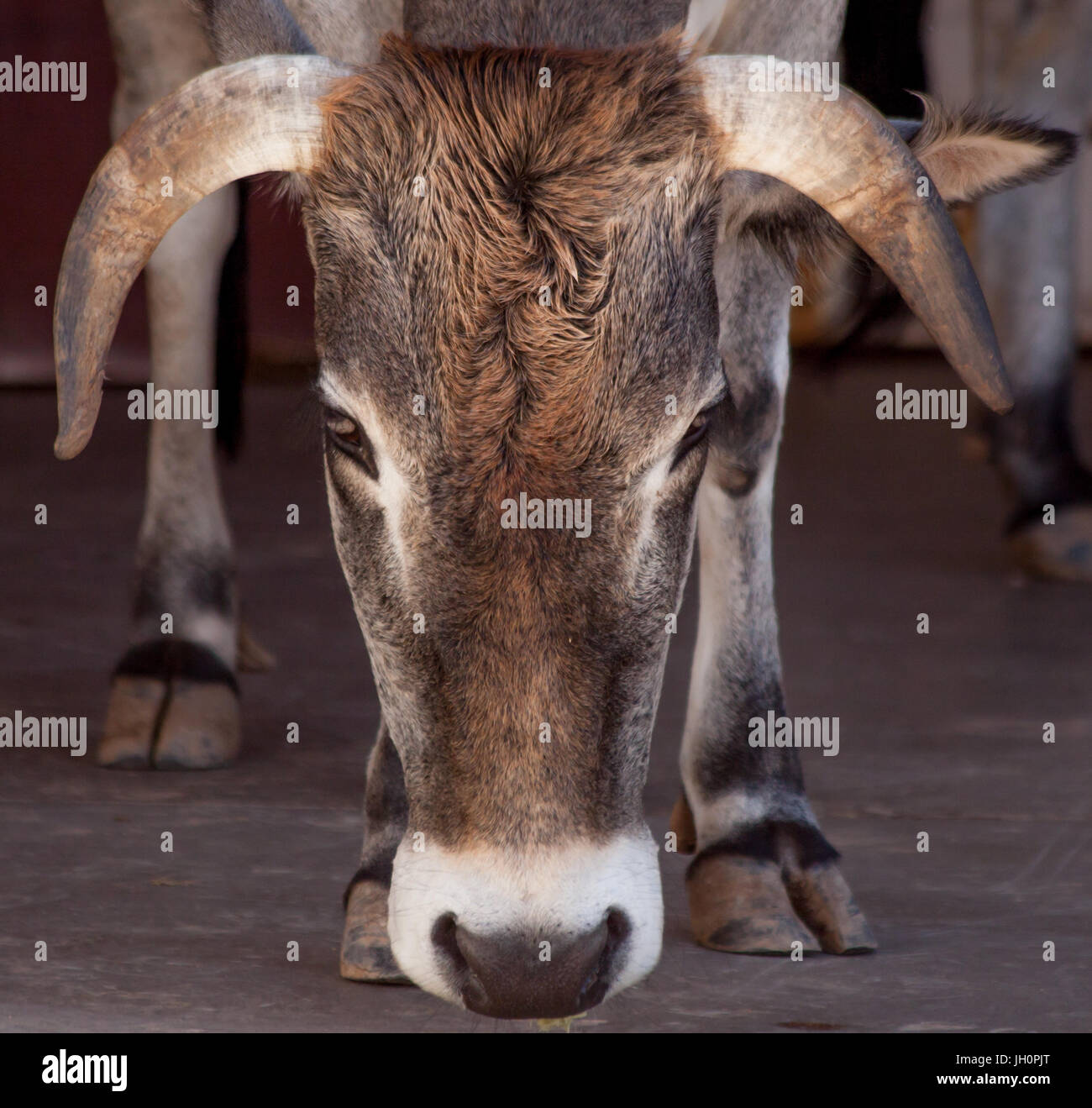 Forward facing cow hi-res stock photography and images - Alamy