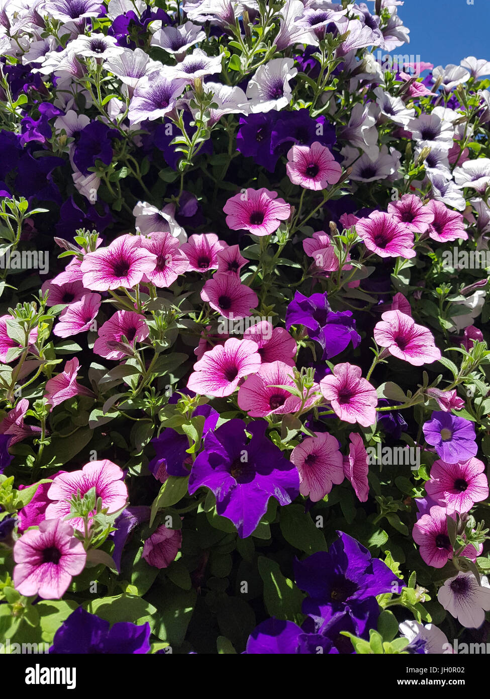 Surfina petunia hi-res stock photography and images - Alamy