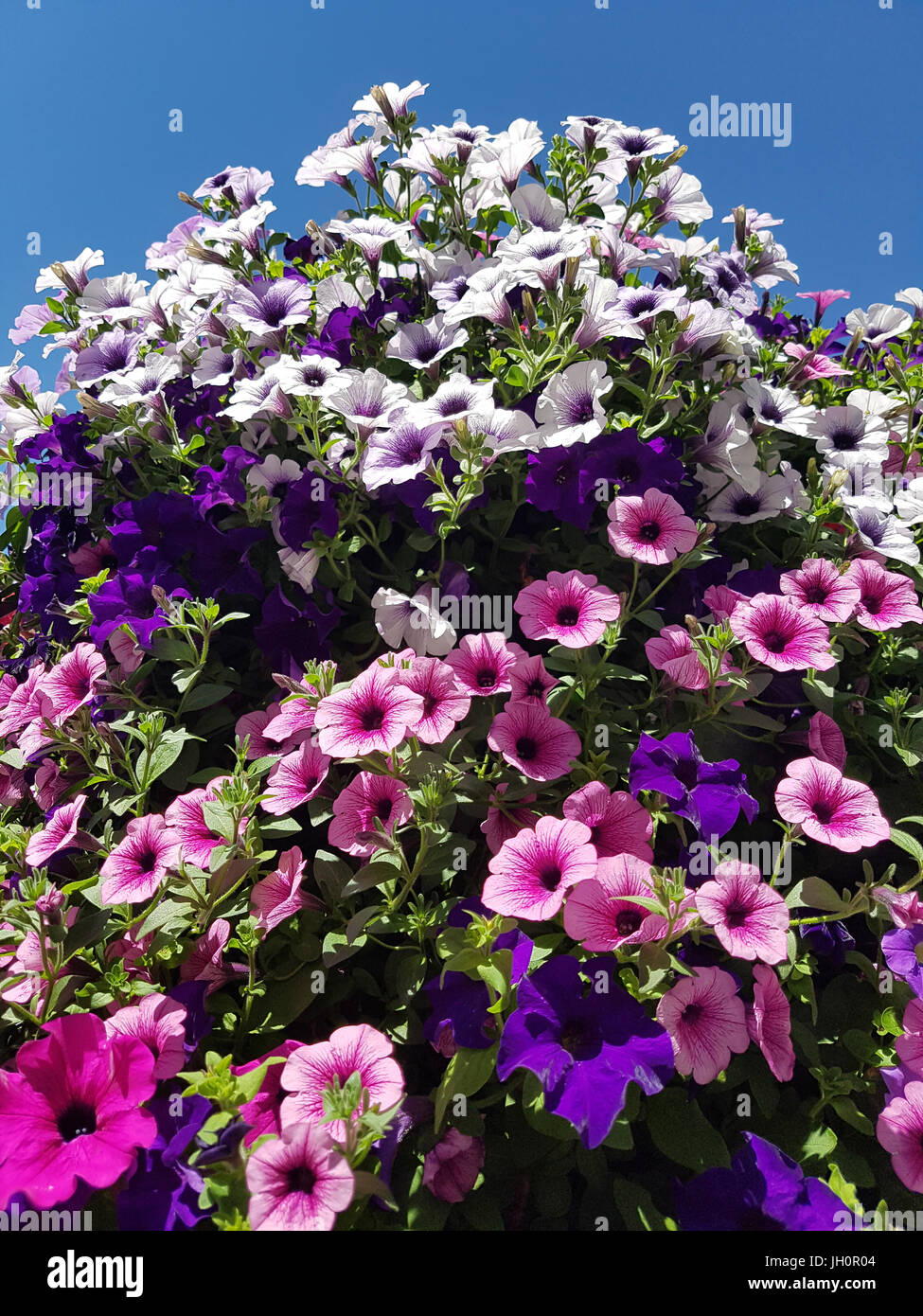 Petunie, Pitunia, surfina Stock Photo - Alamy