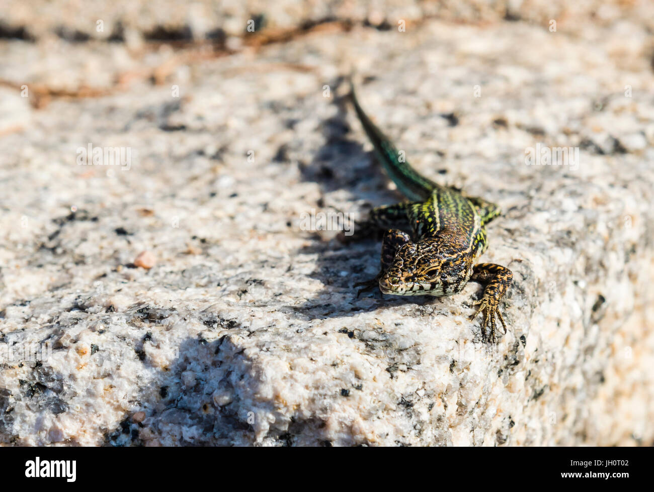Green and black lizard sunning itself on a rock in Sardinia, Italy ...
