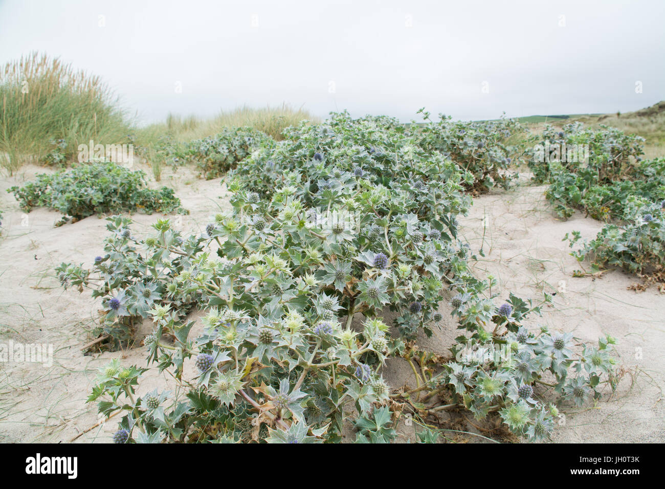 Native plants cornwall hi-res stock photography and images - Alamy