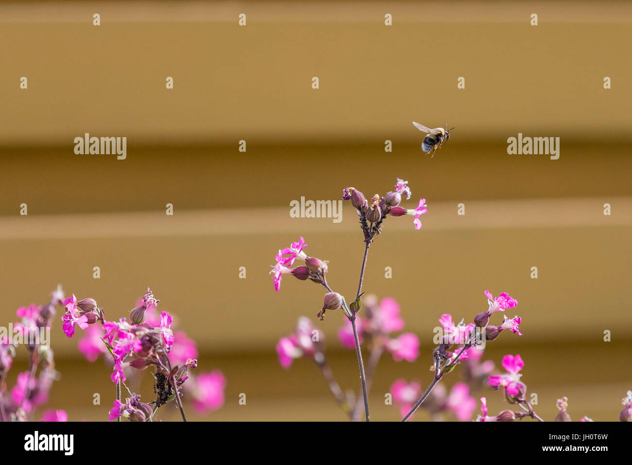 Pink flower with flying insects Stock Photo - Alamy