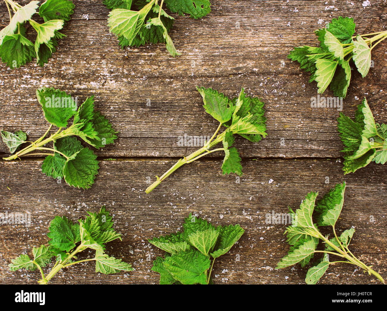 Stinging needle hi-res stock photography and images - Alamy