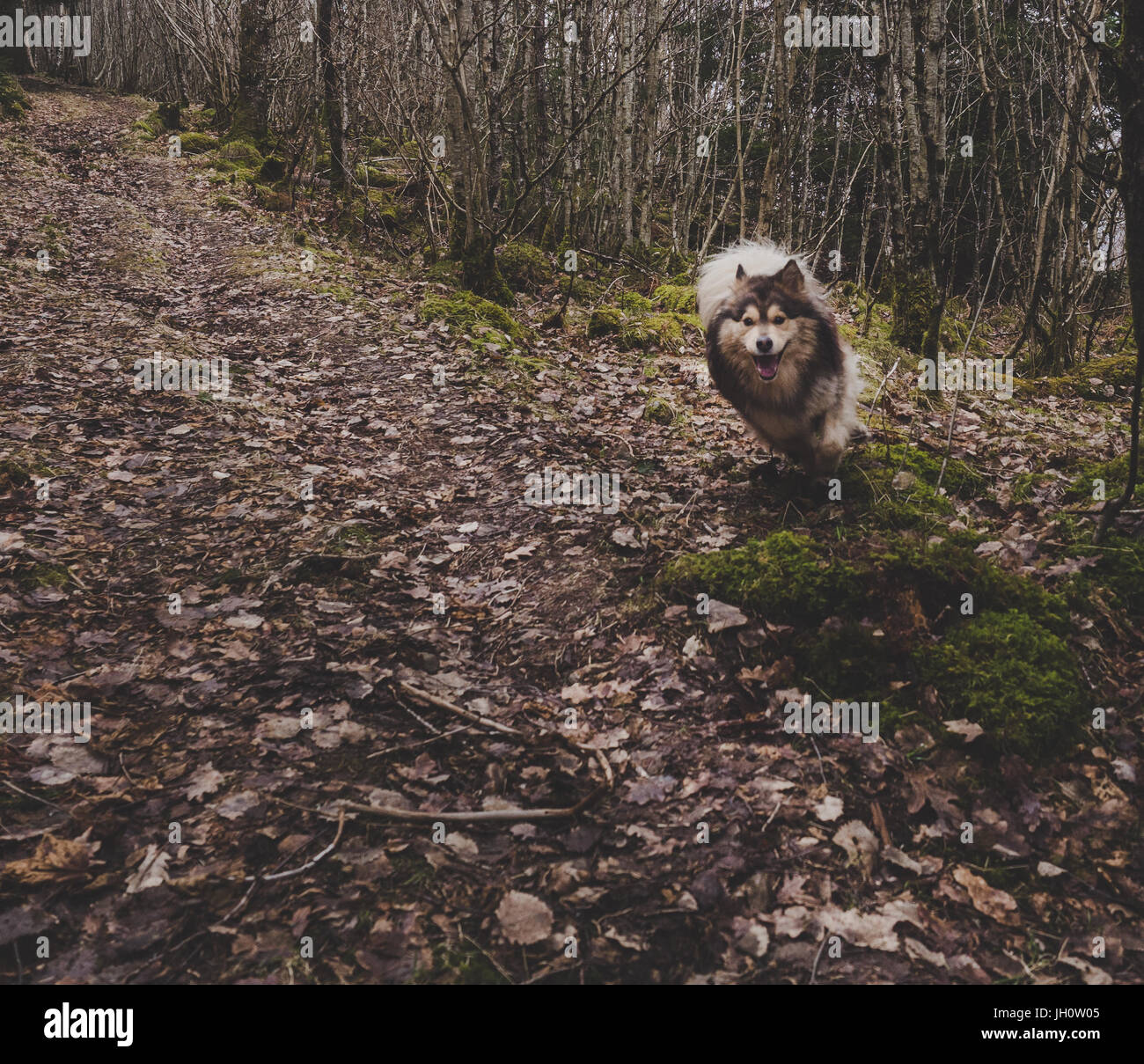 Dog running in the forest Stock Photo - Alamy