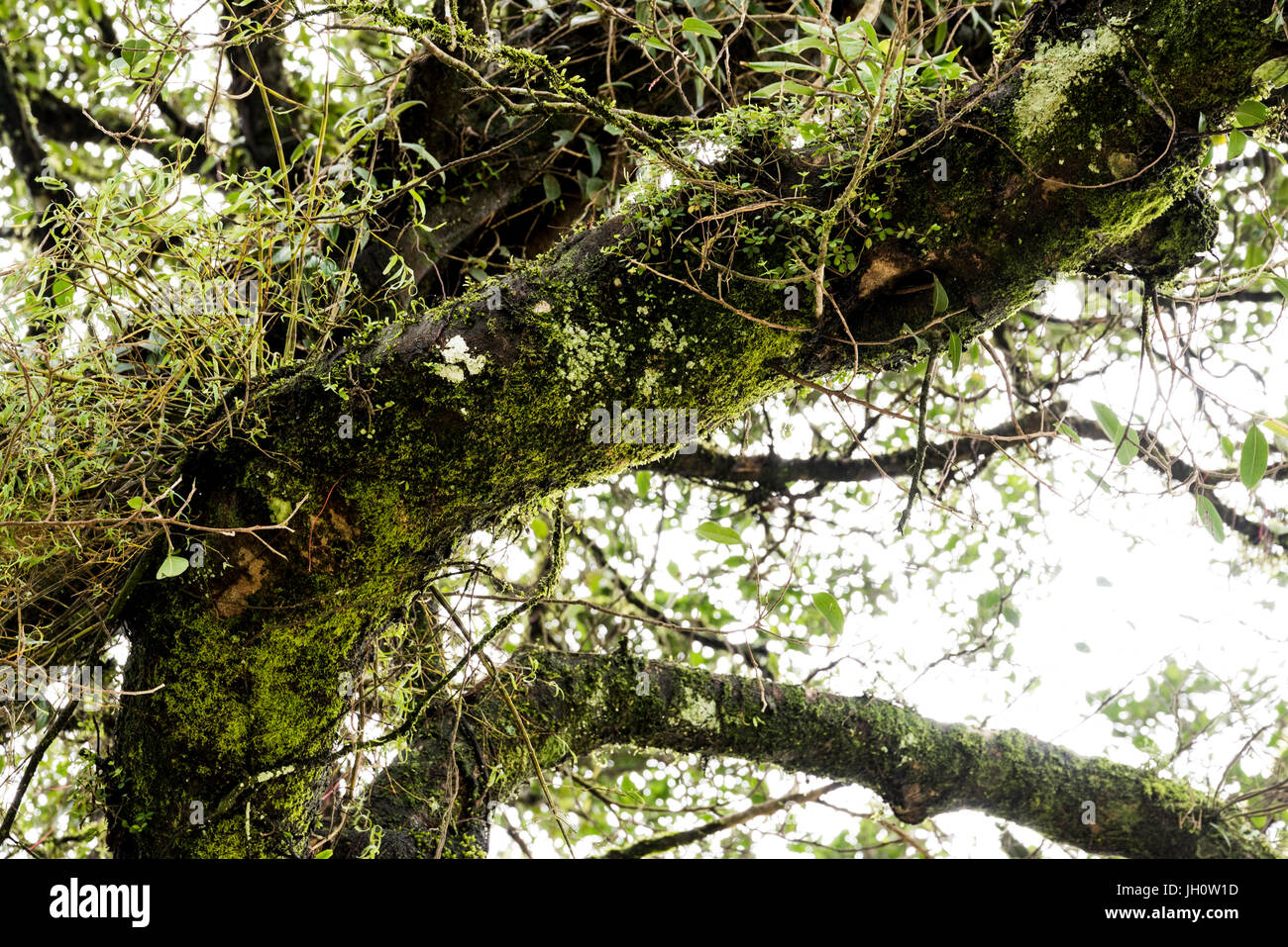 Moss on a tree during monsoon in Coorg Karnataka India Stock Photo - Alamy