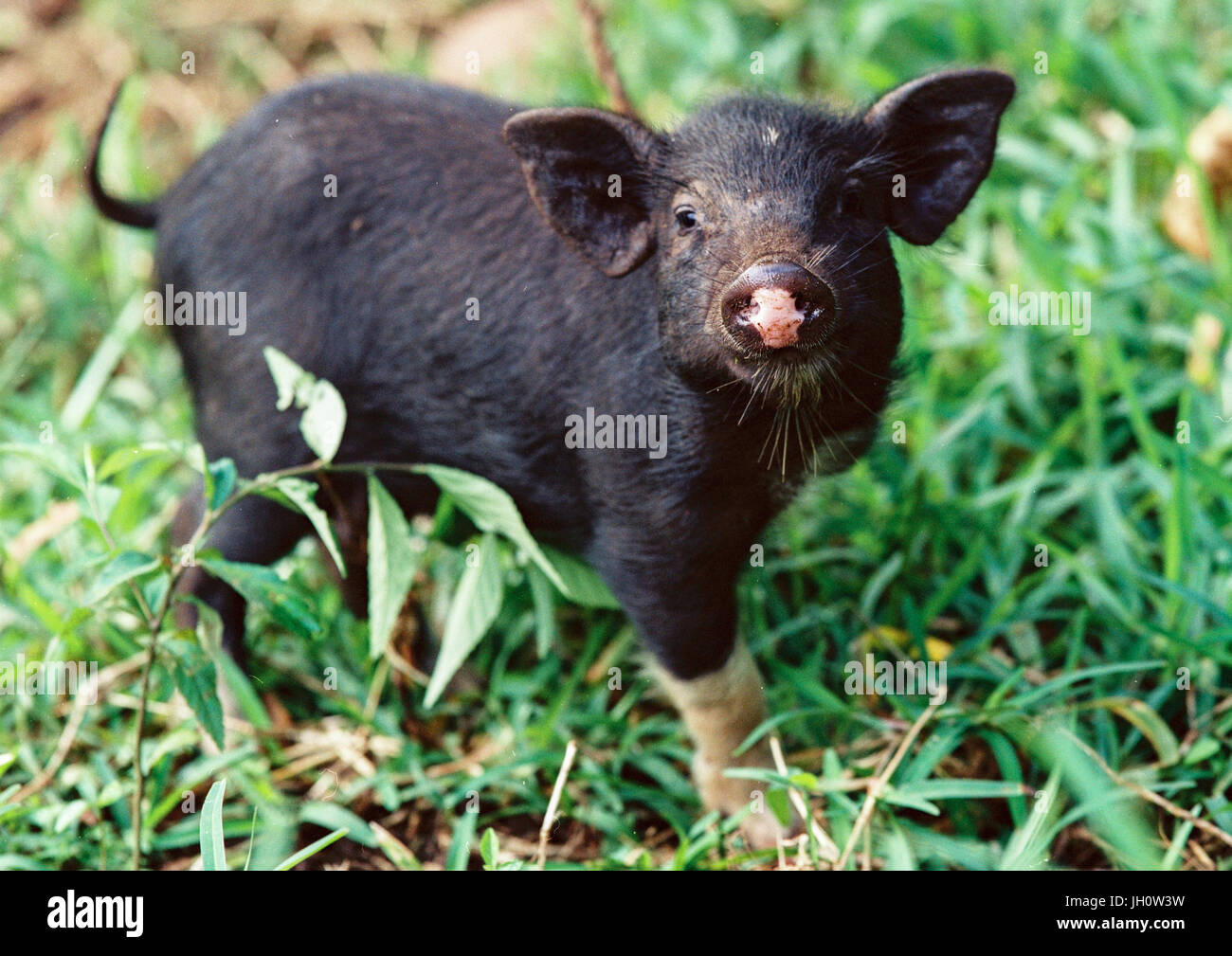 Black pig, Malampa Province, Malekula Island, Vanuatu Stock Photo - Alamy