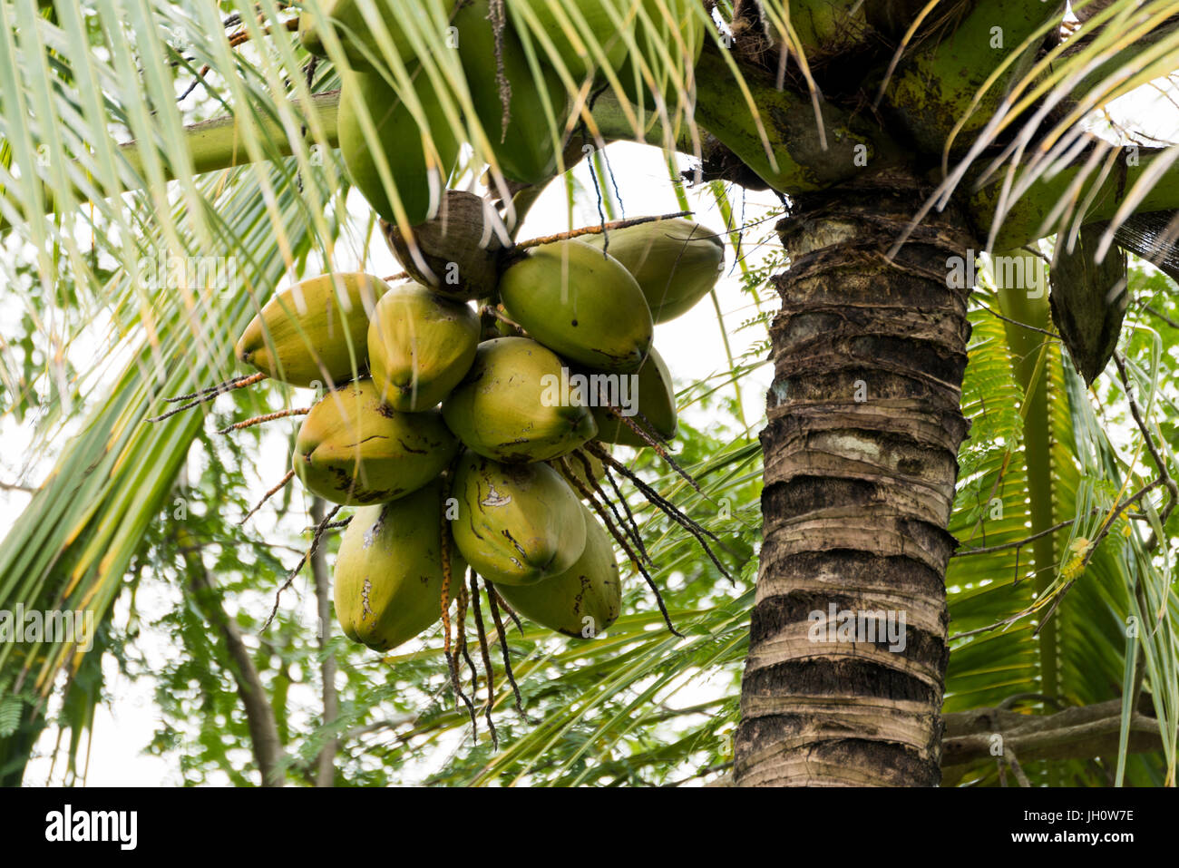 Coconut Palm trees perspective view in Coorg, Karnataka, India Stock ...