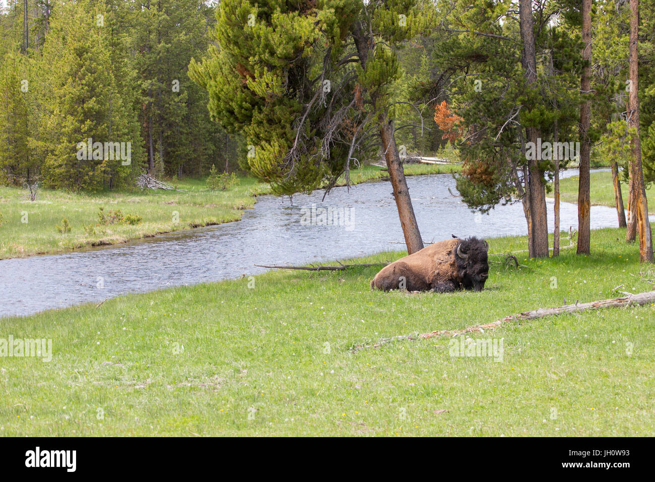 Bison laying down hi-res stock photography and images - Alamy