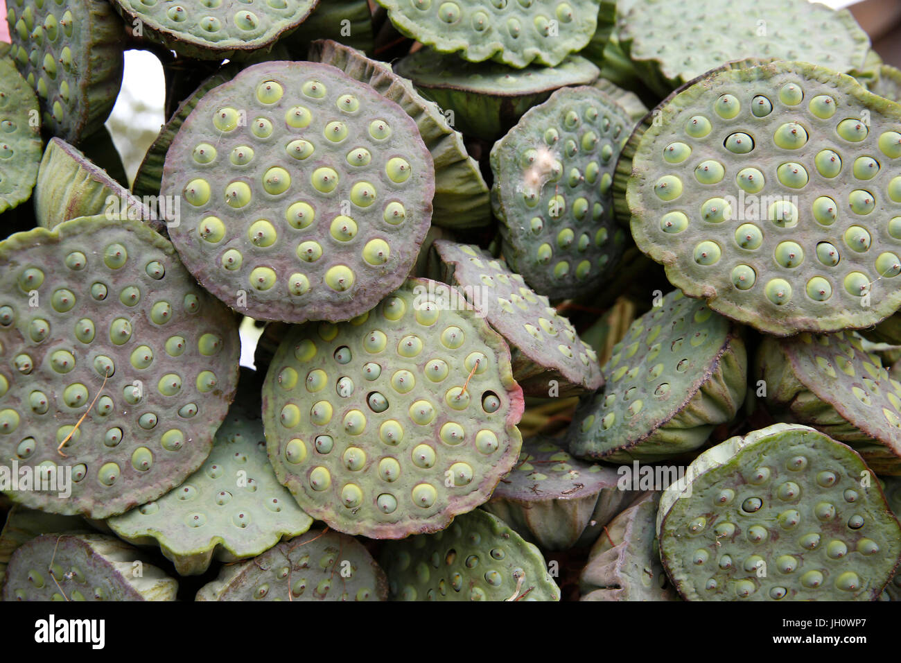 Lotuses hi-res stock photography and images - Alamy