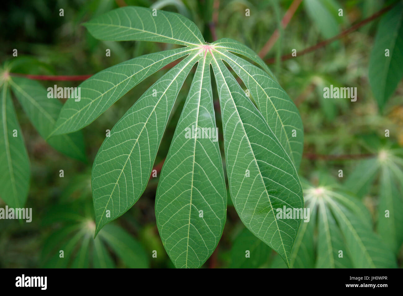 Cassava Plant High Resolution Stock Photography and Images - Alamy