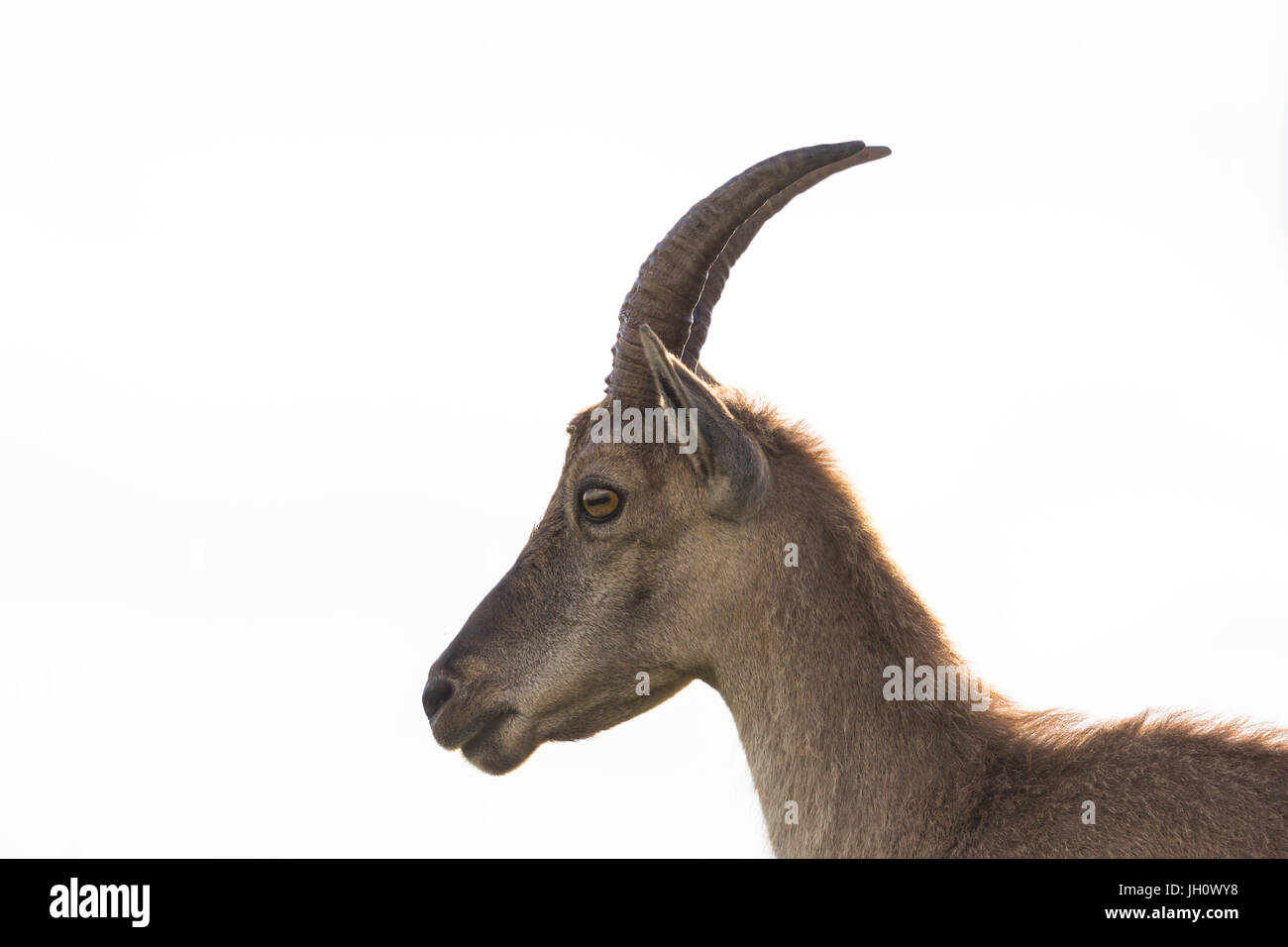Ibex Side View