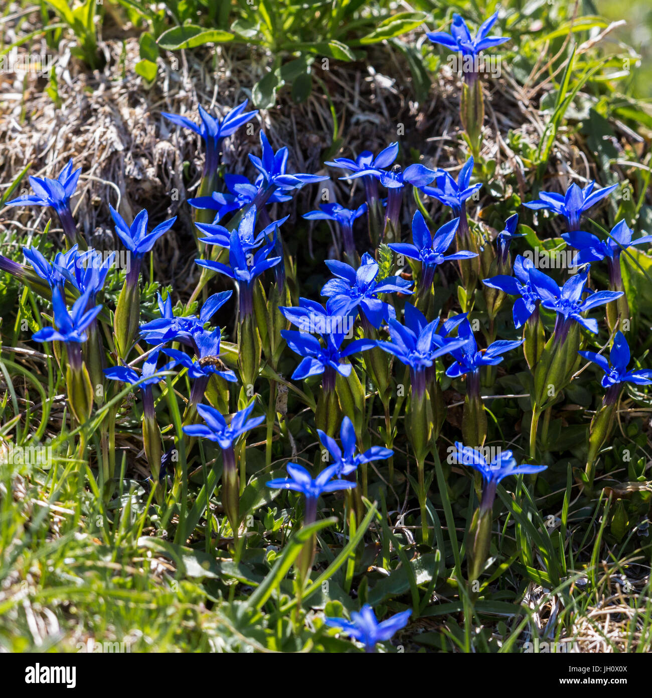 many deep blue blooms of gentian flower in green grass Stock Photo - Alamy