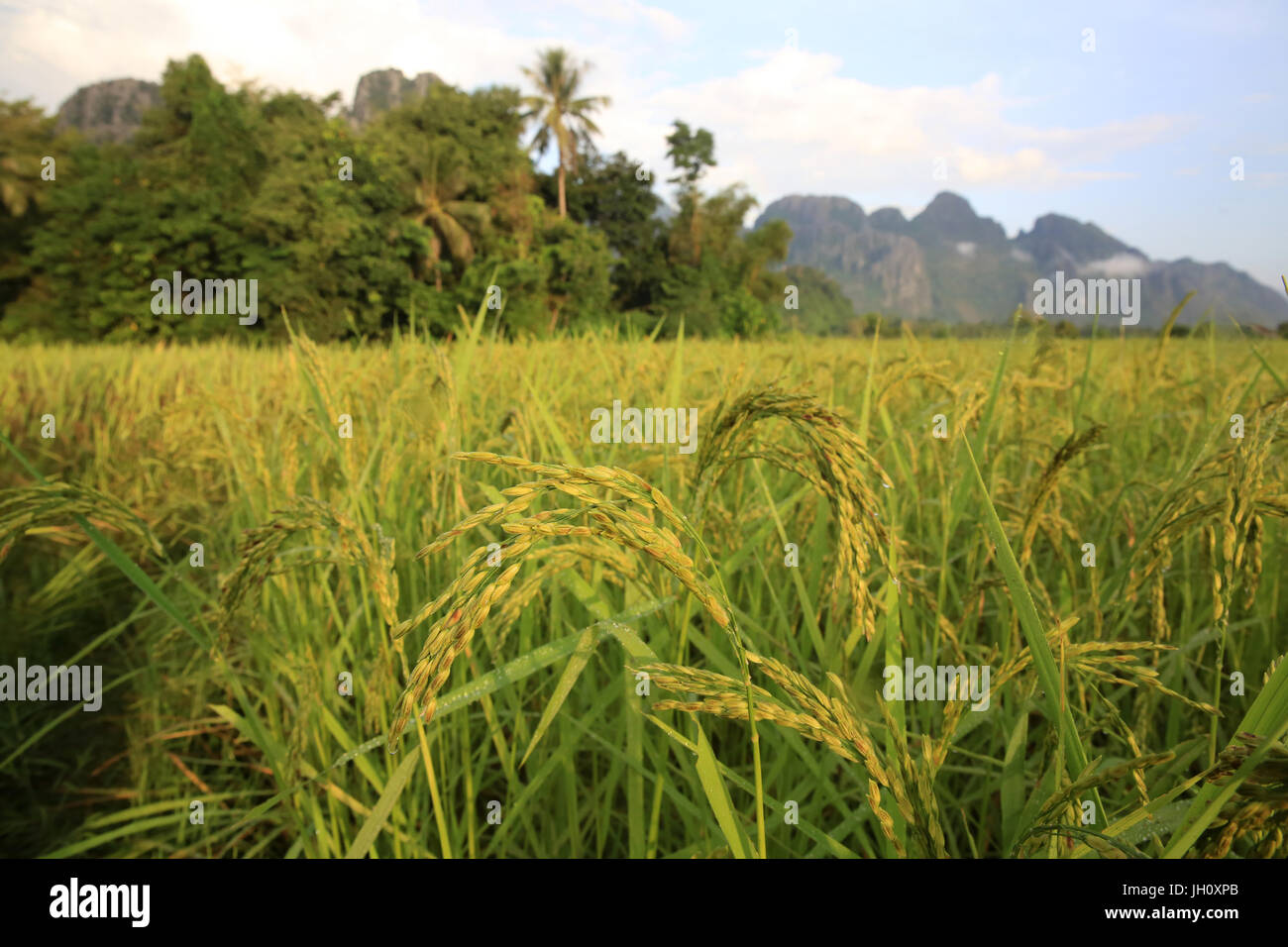 Agriculture. Close up of rice growing in a paddy field. Laos Stock ...