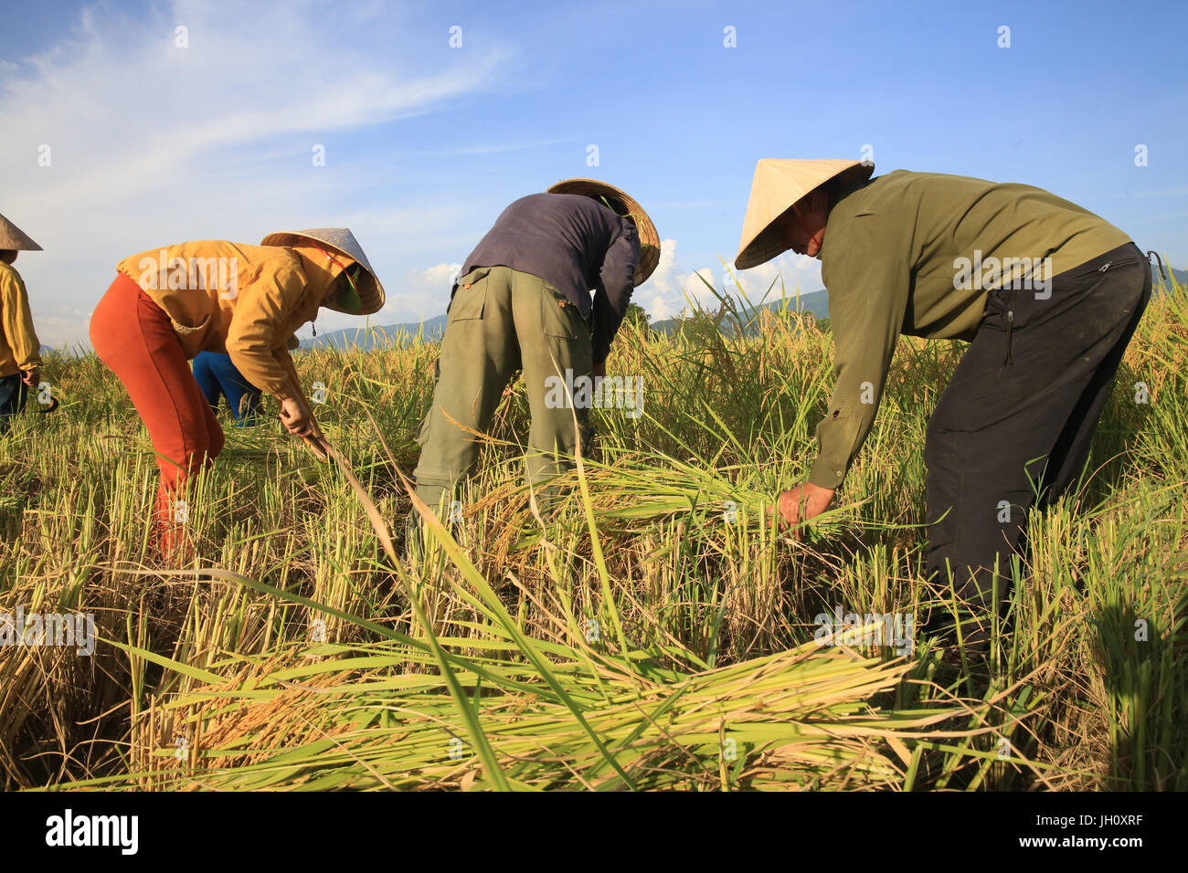 Farmers working in rice fields in rural landscape. Laos Stock Photo - Alamy