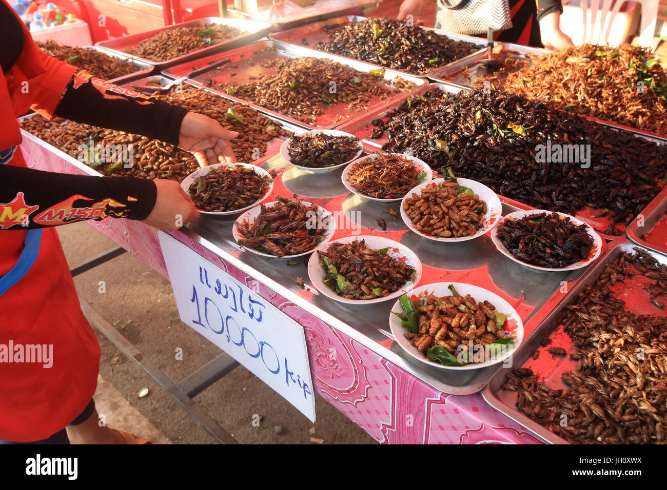 Asian bugs hi-res stock photography and images - Alamy