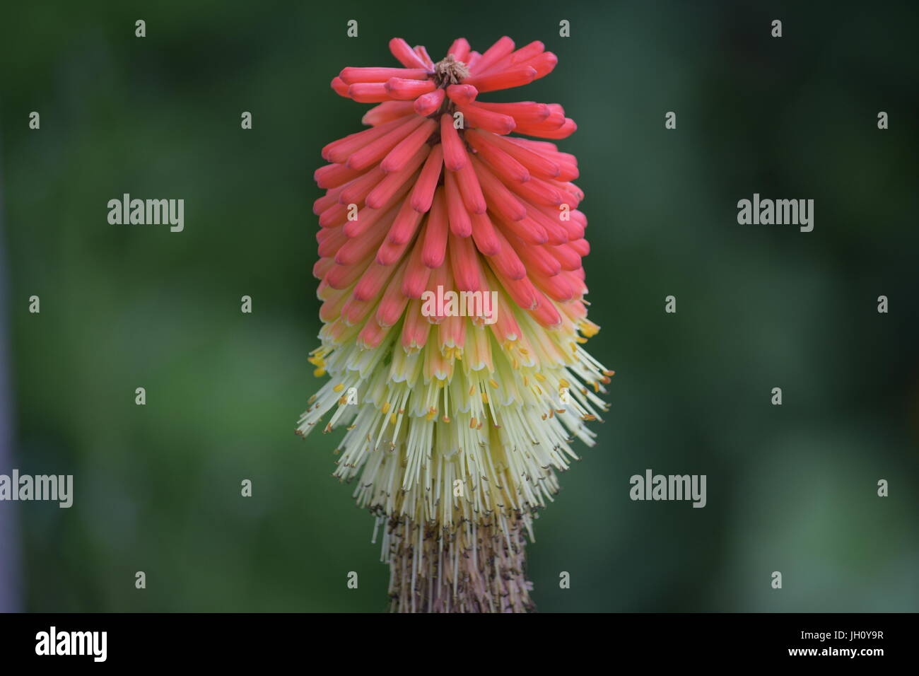 Red hot poker flower Stock Photo - Alamy