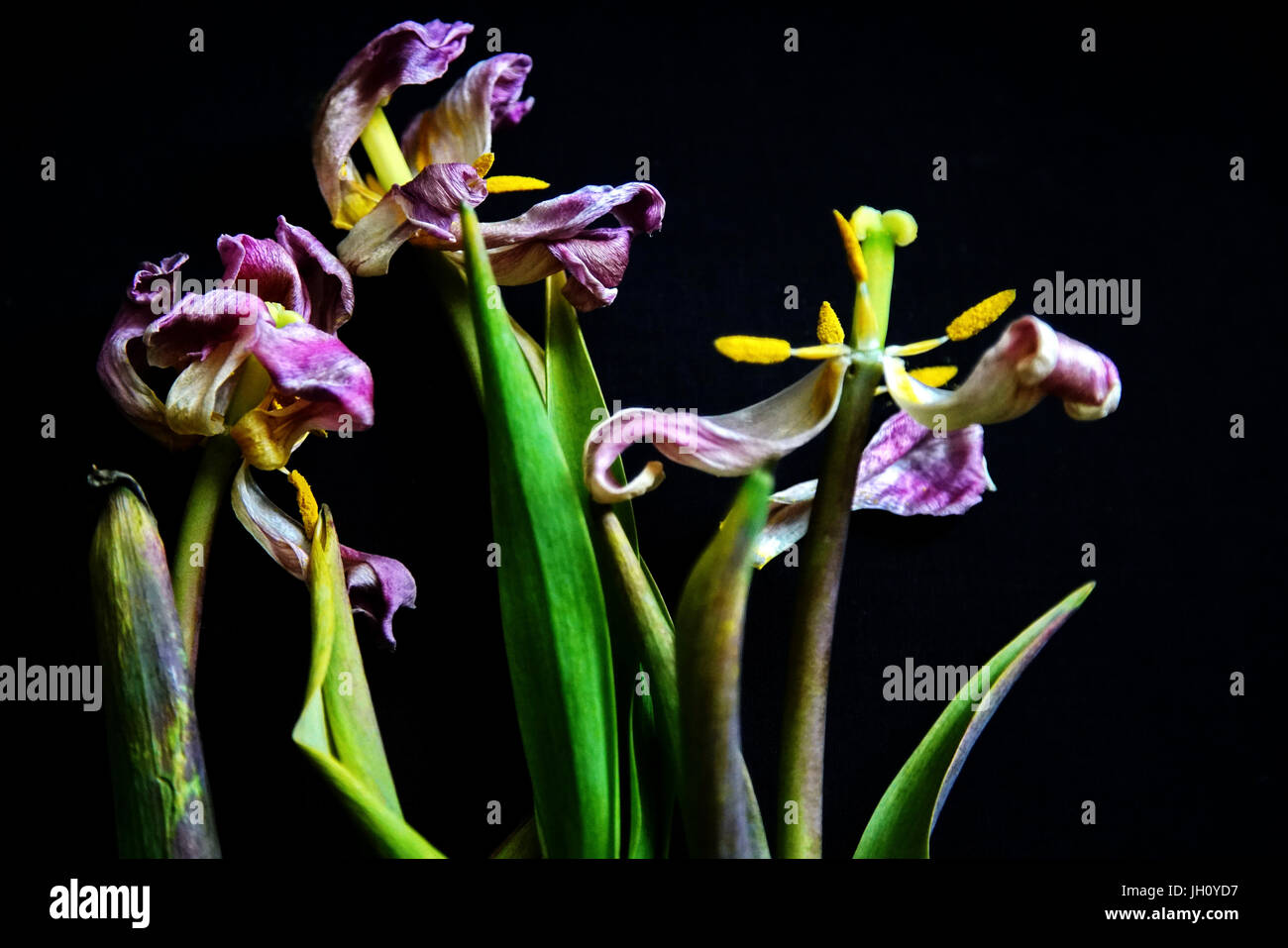 close up of a Wilted red Tulip on a stem Stock Photo - Alamy