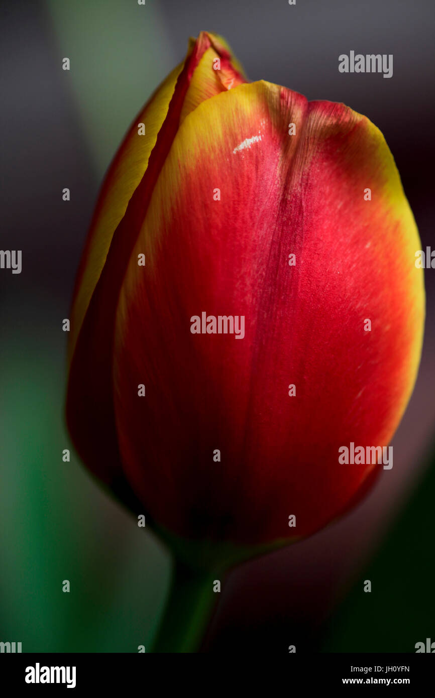 Single perfect tulip in a transparent vase Stock Photo - Alamy