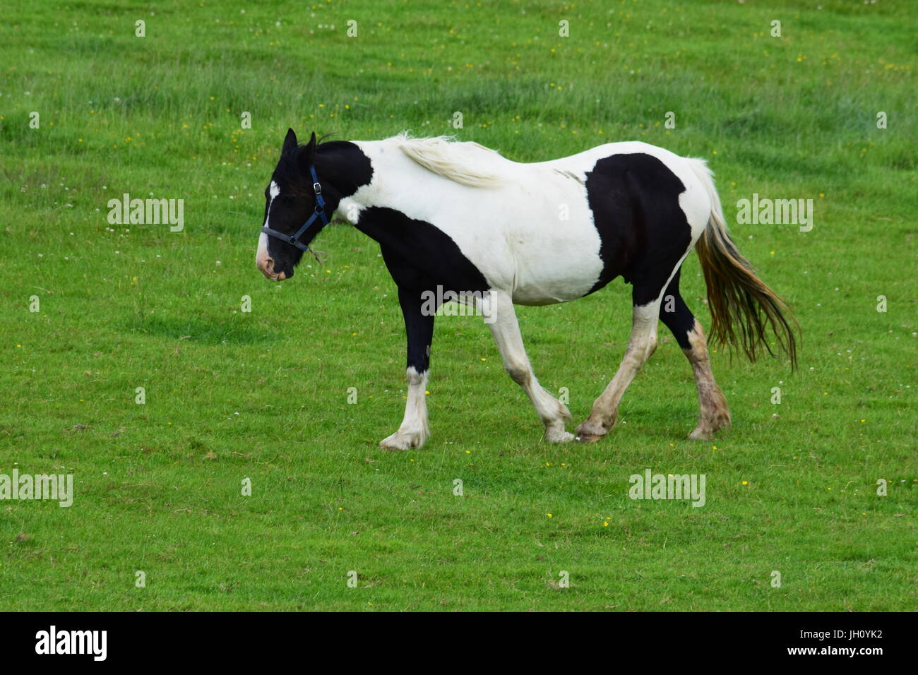 Black and white shaire Stock Photo - Alamy