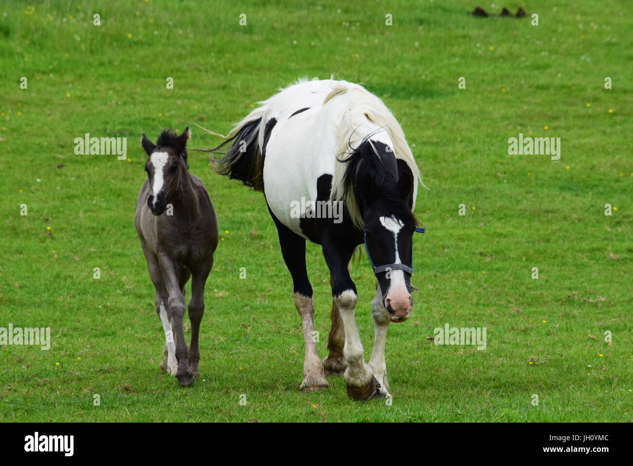 Horse and foal together Stock Photo - Alamy
