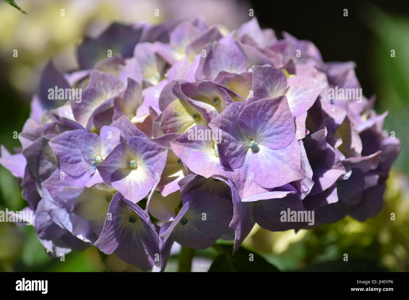 Powder blue hydrangea Stock Photo - Alamy