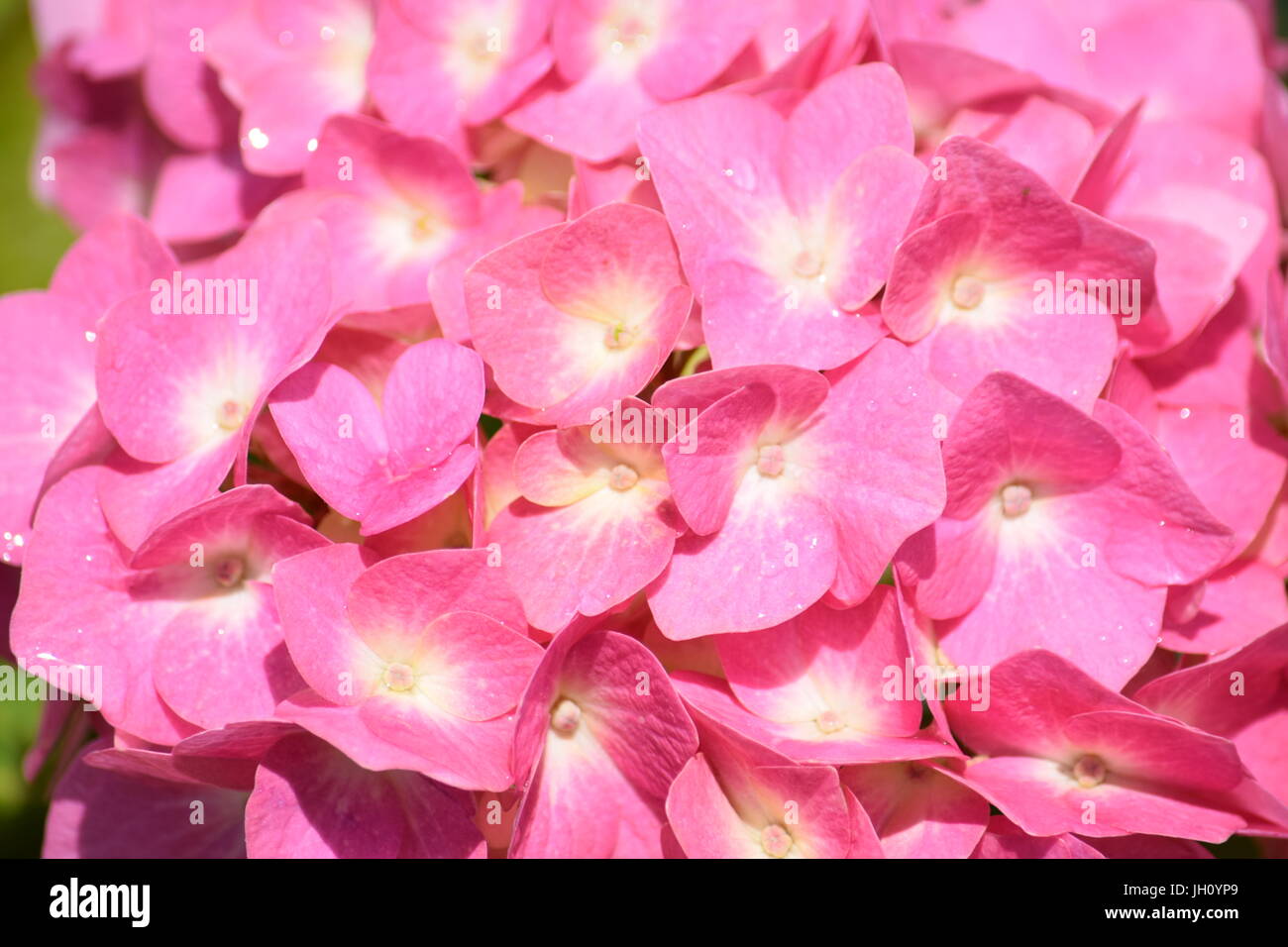 Pink flowers of hydrangea Stock Photo - Alamy