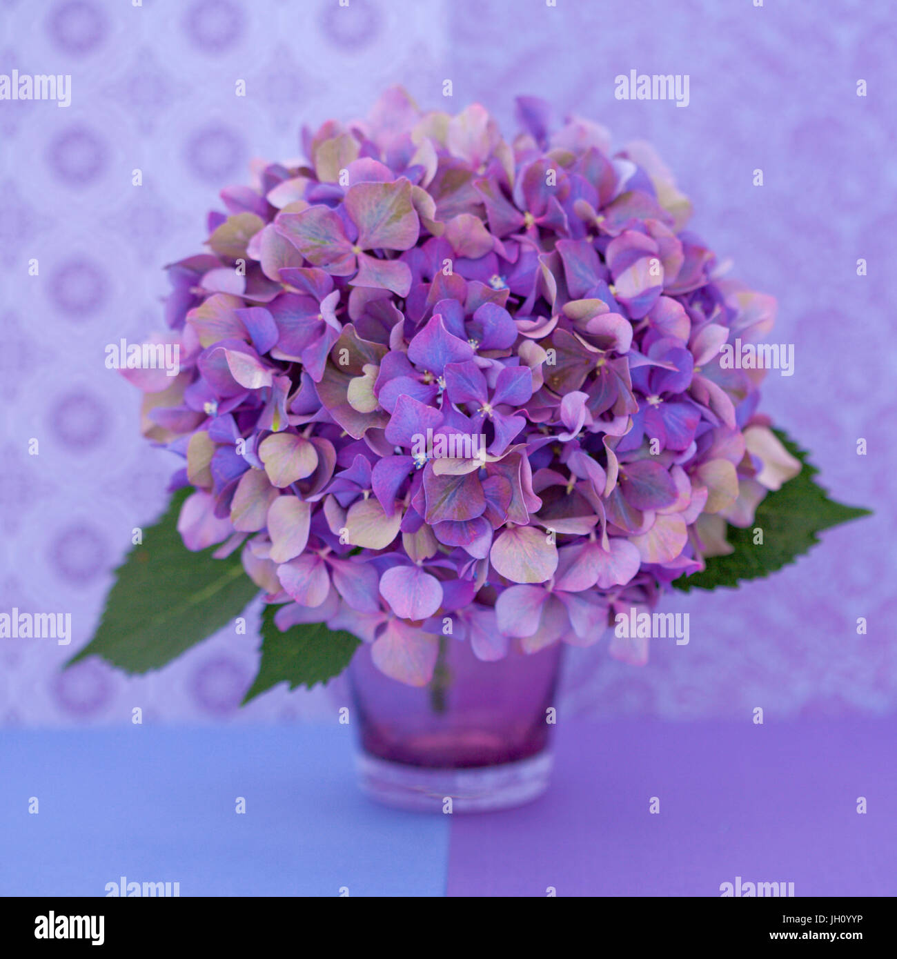 Bright graphic colour photograph of a purple moped Hydrangea Stock ...