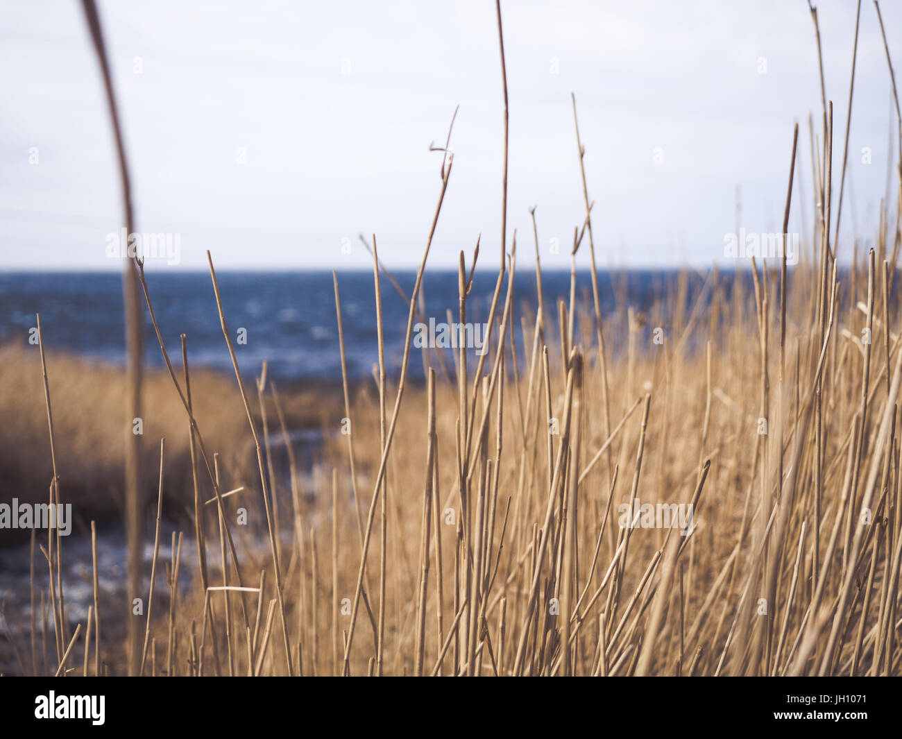 straws on a beach Stock Photo - Alamy