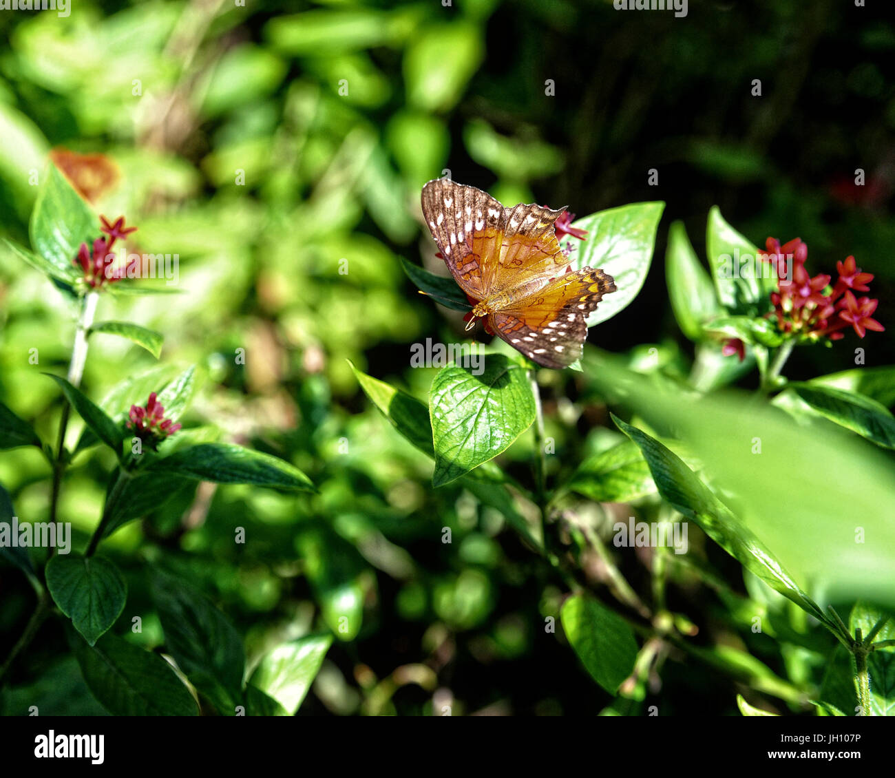 Julia heliconia butterfly hi-res stock photography and images - Alamy