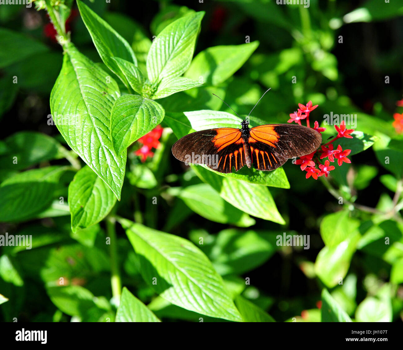 Julia heliconia butterfly hi-res stock photography and images - Alamy