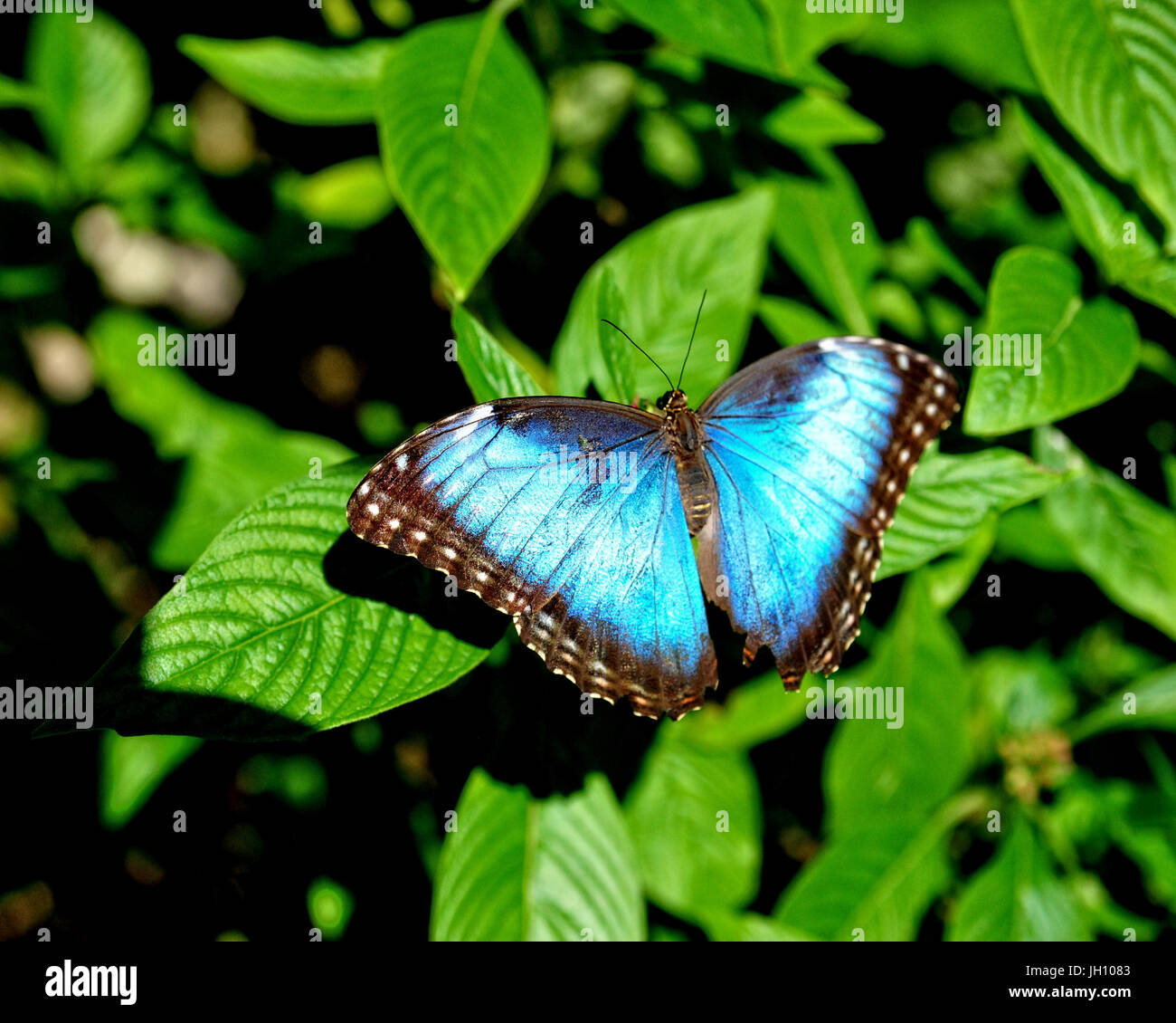 Julia heliconia butterfly hi-res stock photography and images - Alamy
