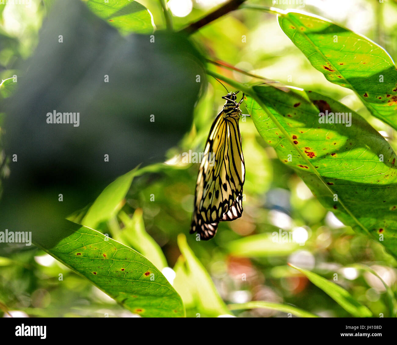 Batwing butterfly hi-res stock photography and images - Alamy