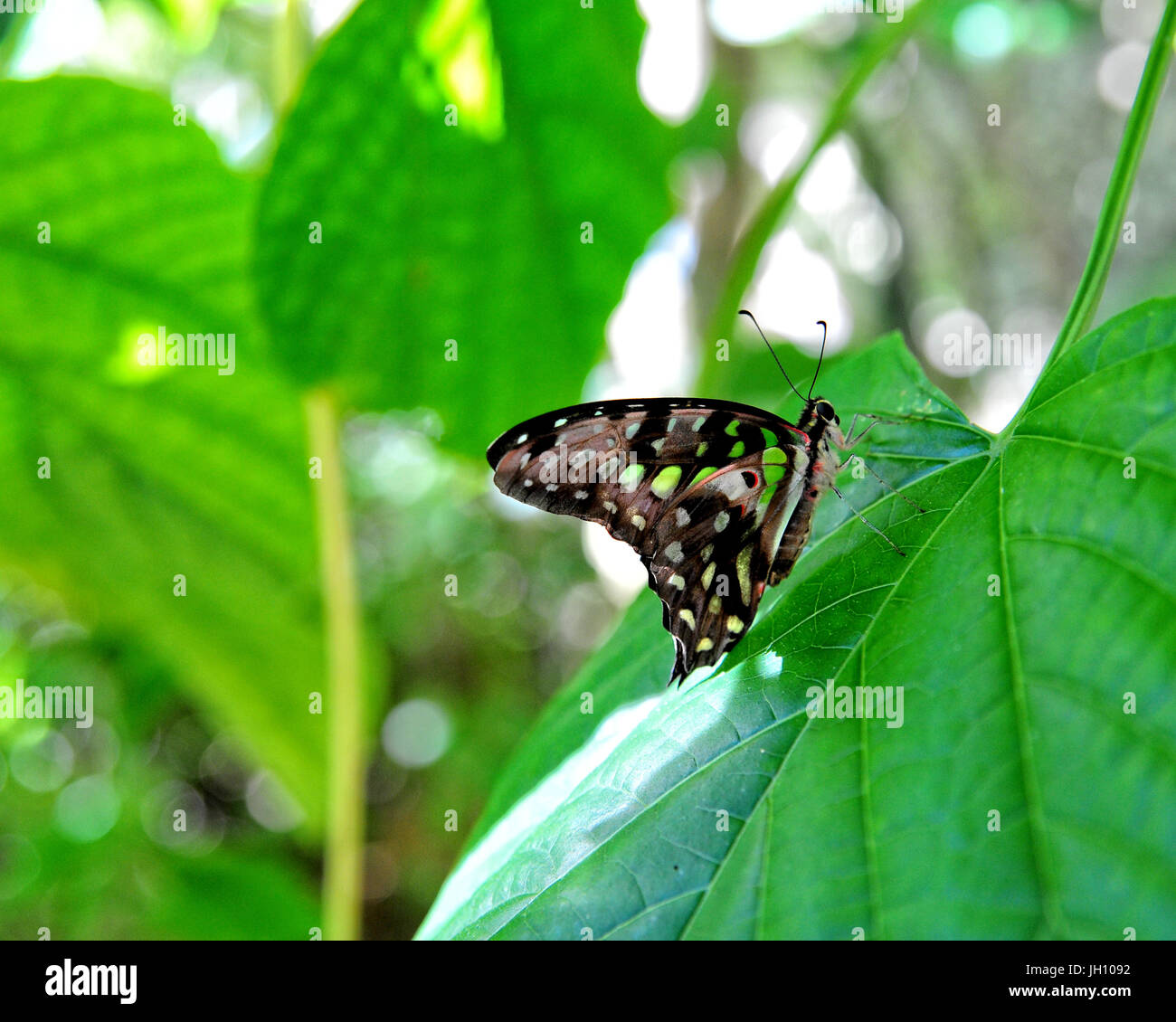 Batwing butterfly hi-res stock photography and images - Alamy