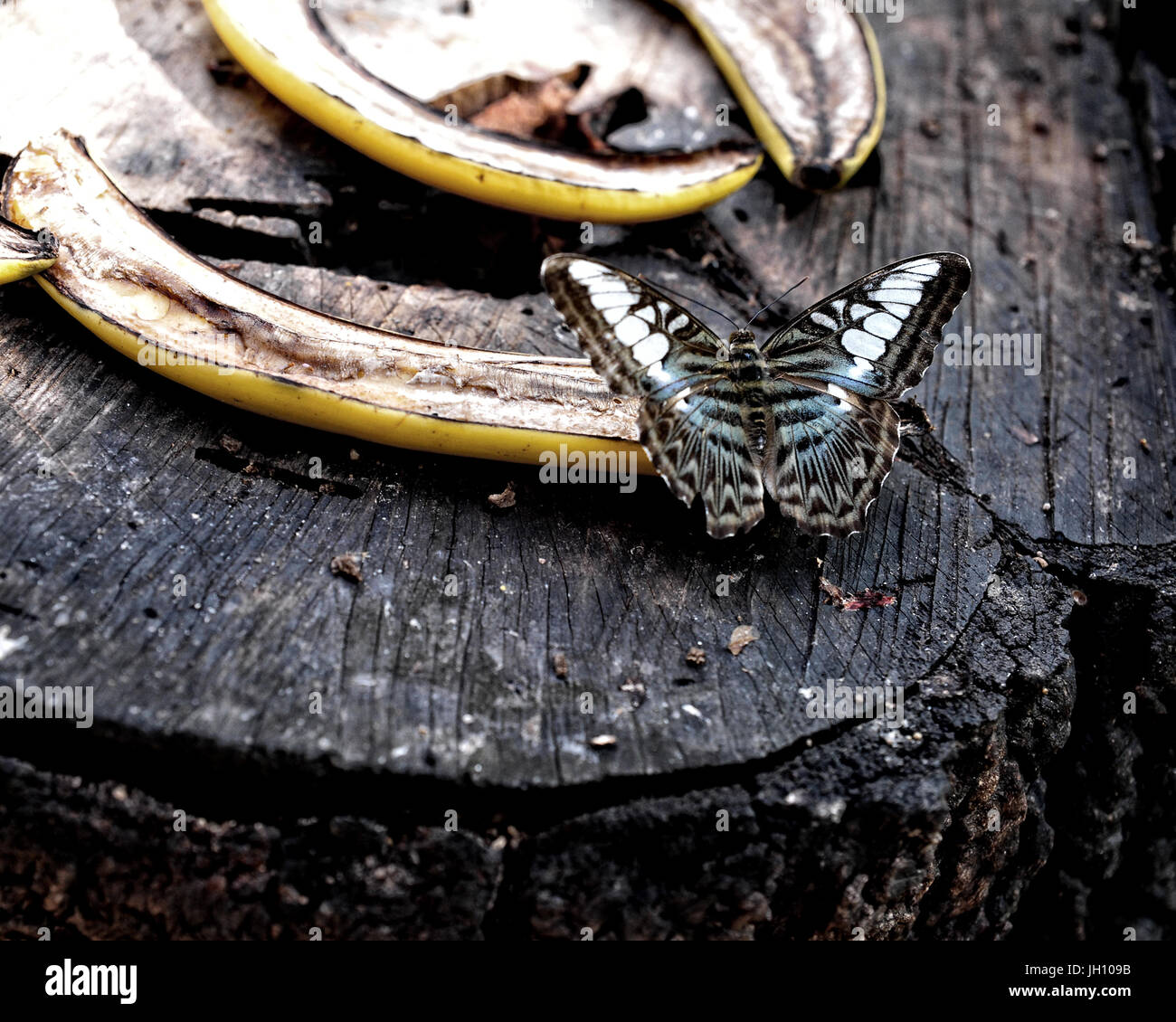 Bamboo tree brown butterfly hi-res stock photography and images - Alamy