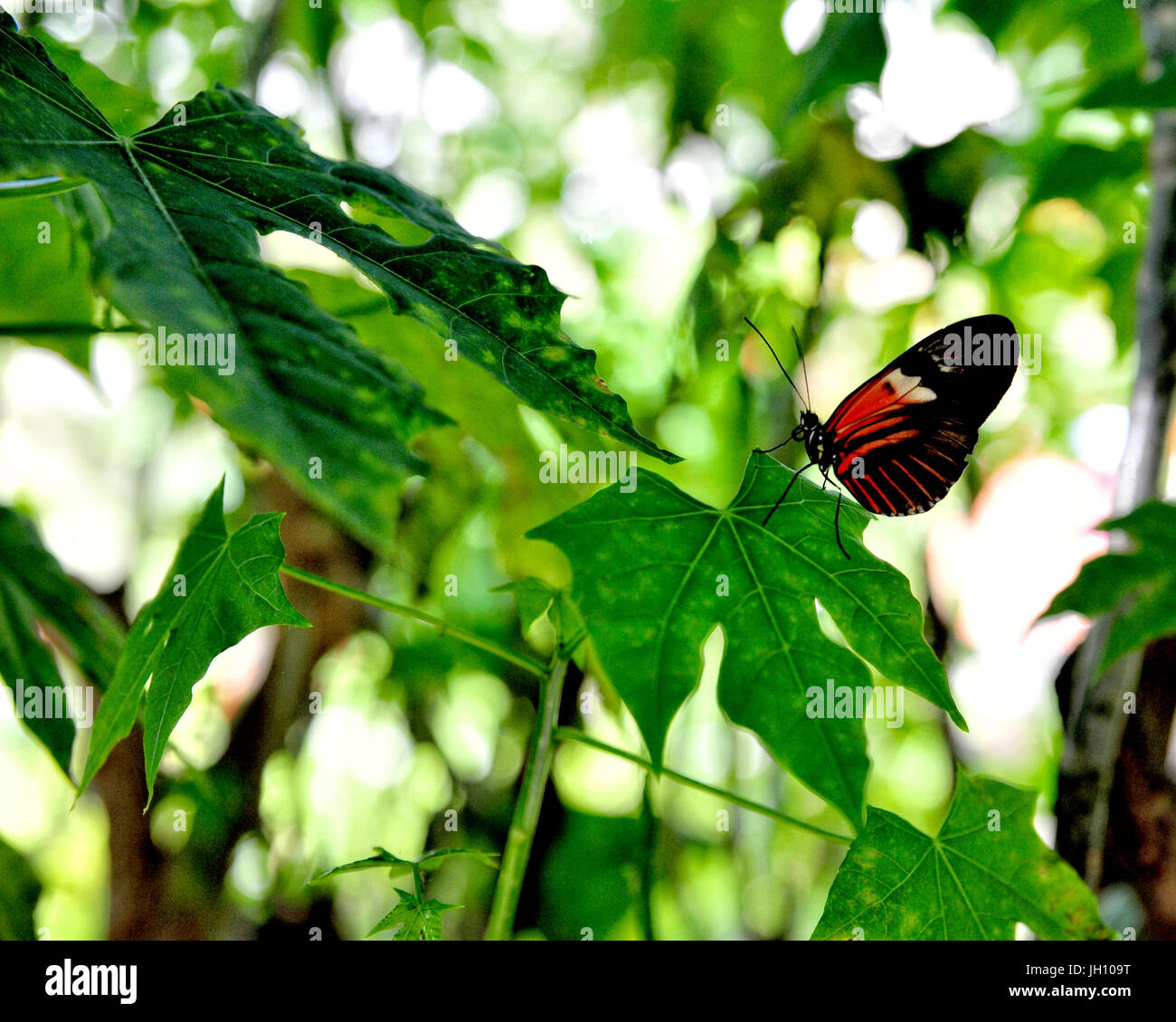 Julia heliconia butterfly hi-res stock photography and images - Alamy