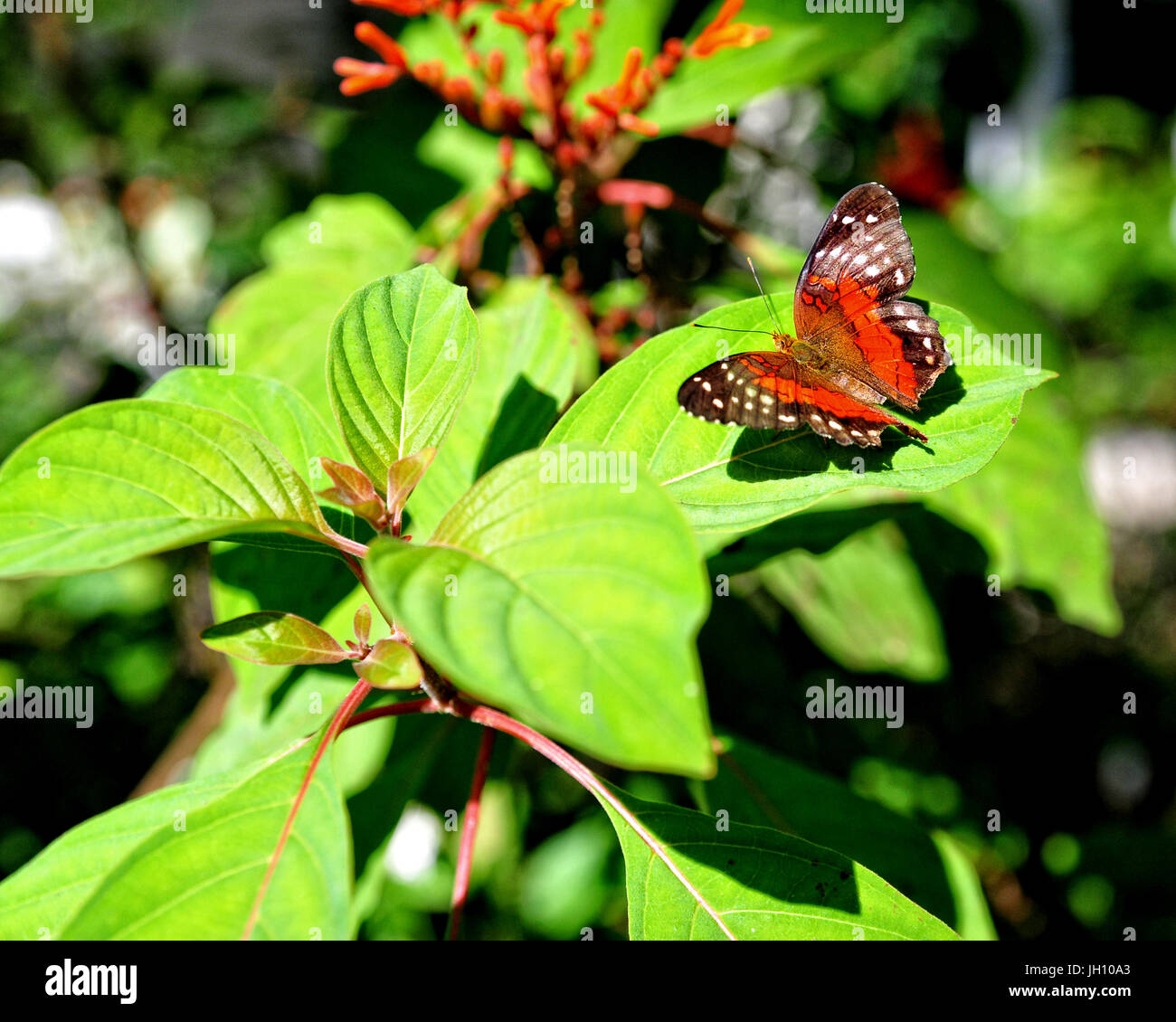 Julia heliconia butterfly hi-res stock photography and images - Alamy